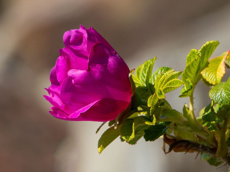 Harpswell, Maine - Jay Gaulard